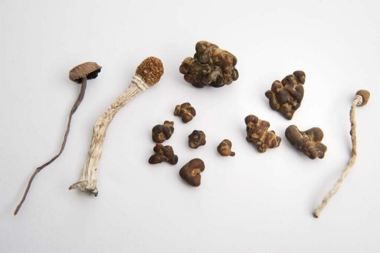 Wat zijn paddo's of truffels? - DRUGSinfo